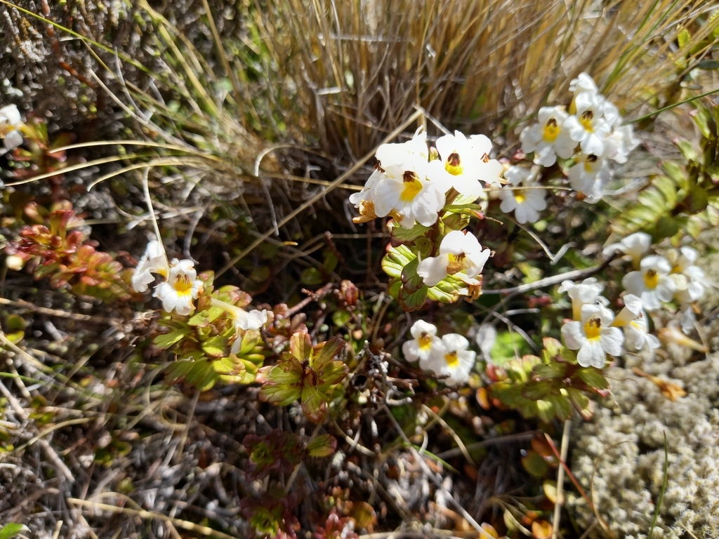 Euphrasia monroi from Jacks Pass on November 12, 2022 at 11:44 AM by ...