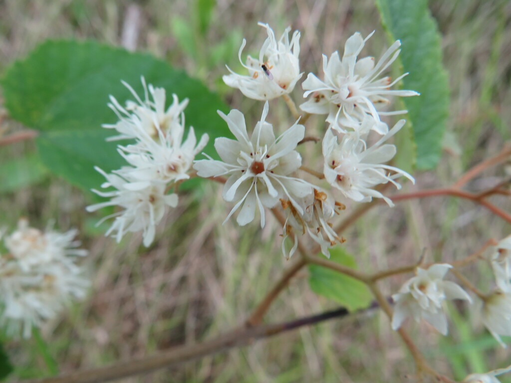 Androcalva fraseri from Caparra NSW 2429, Australia on September 21, 2022 at 02:13 PM by maznee ...