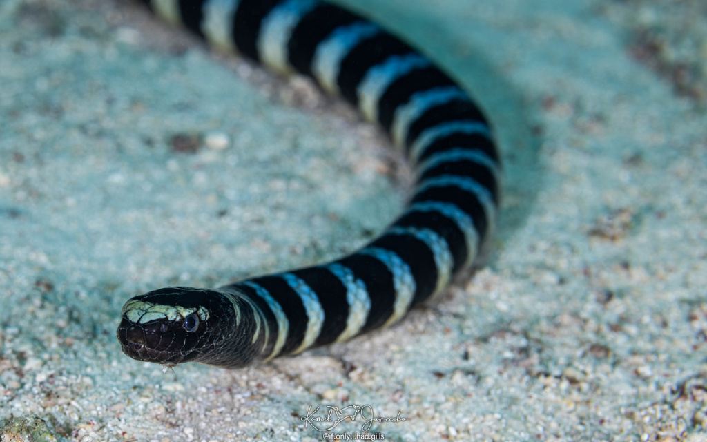 Blue-lipped Sea Krait from Bohol Sea, Central Visayas, PH on August 8 ...