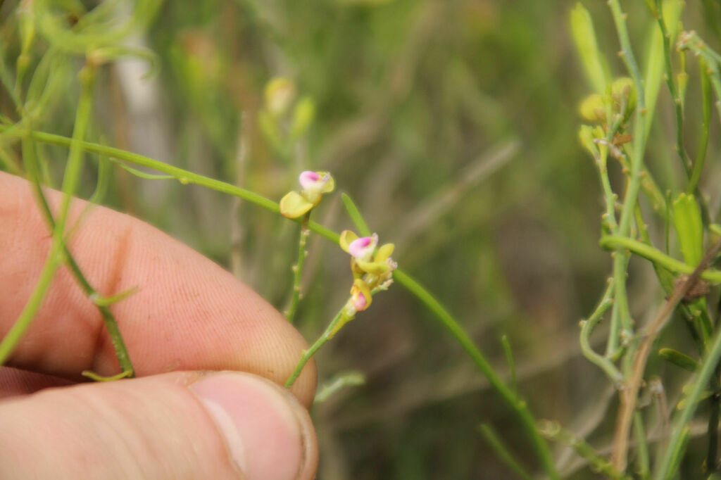 Comesperma integerrimum from Koomberkine WA 6461, Australia on November ...