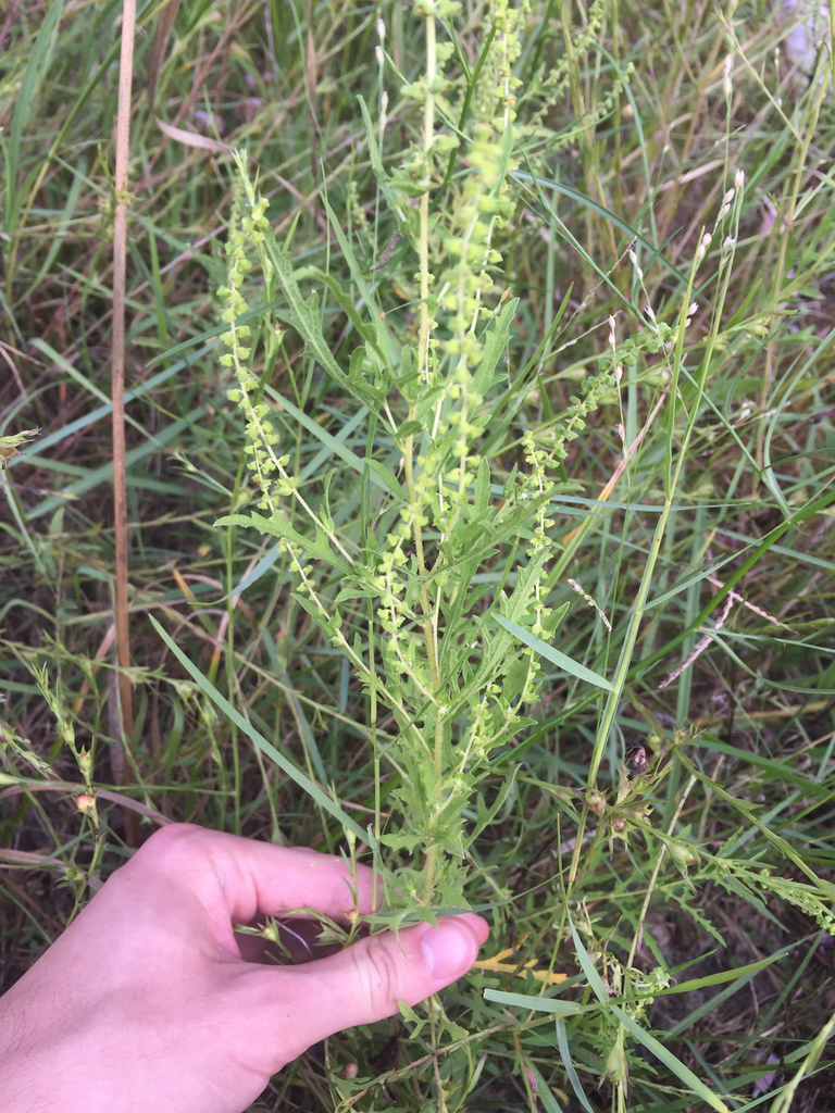 western ragweed from Rice University, Houston, TX, US on September 25 ...