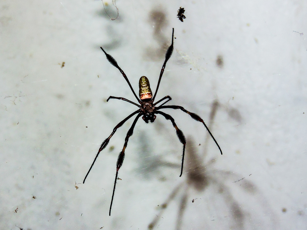 Golden Silk Spider from Yelapa, Jalisco, MX on November 11, 2022 by ...