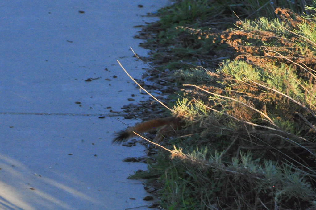 Long-tailed Weasel from Santa Cruz, CA, USA on November 13, 2022 at 05: ...