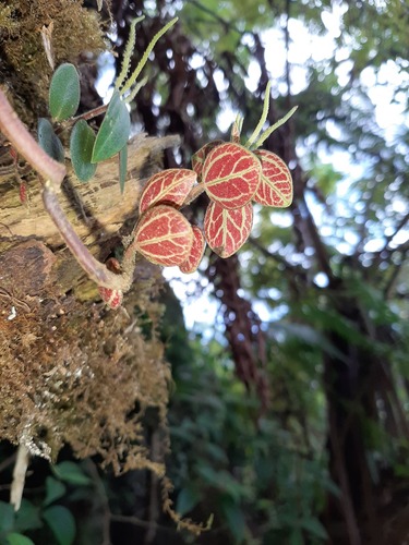 Peperomia remyi · iNaturalist United Kingdom