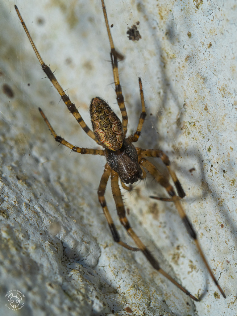 Asian Hermit Spider from Cúc Phương, Nho Quan, Ninh Bình, Vietnam on ...
