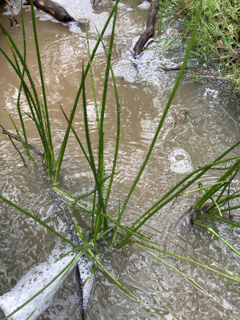 Juncus holoschoenus from Belair National Park, Belair, SA, AU on ...