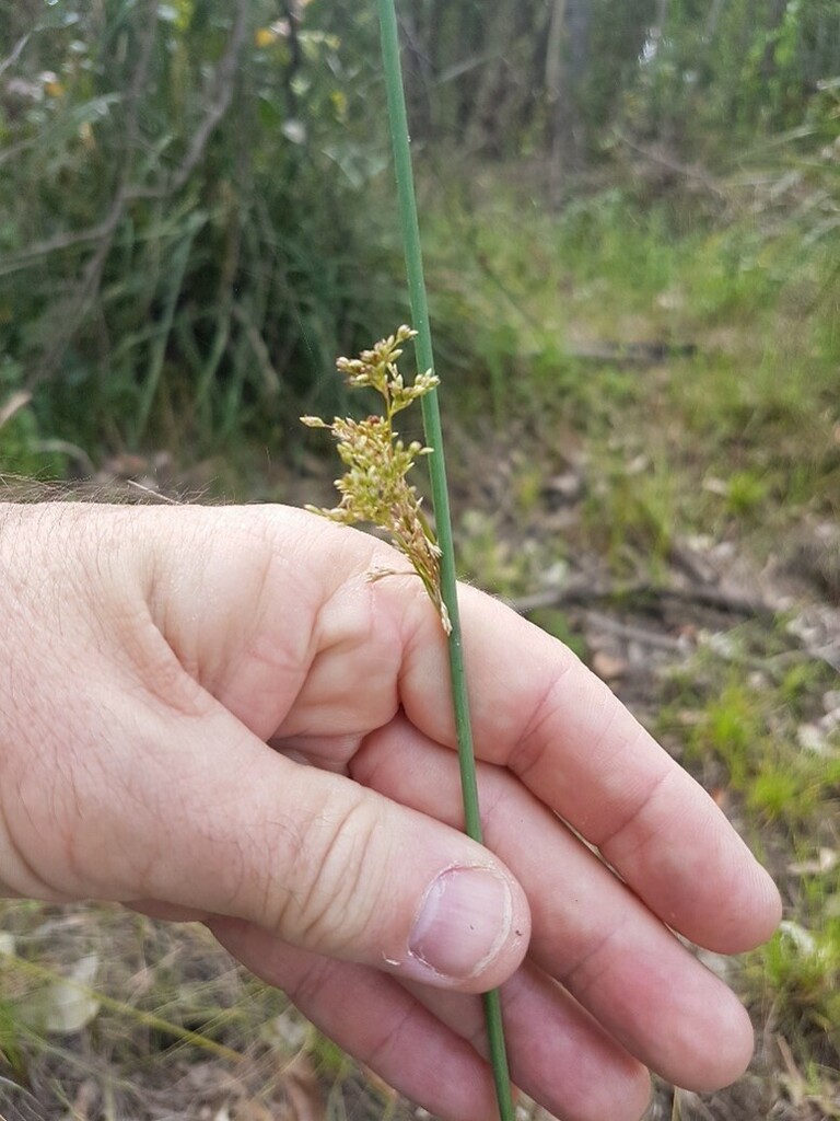 Juncus continuus in October 2018 by Michelle M. Photo Credit: Peter ...