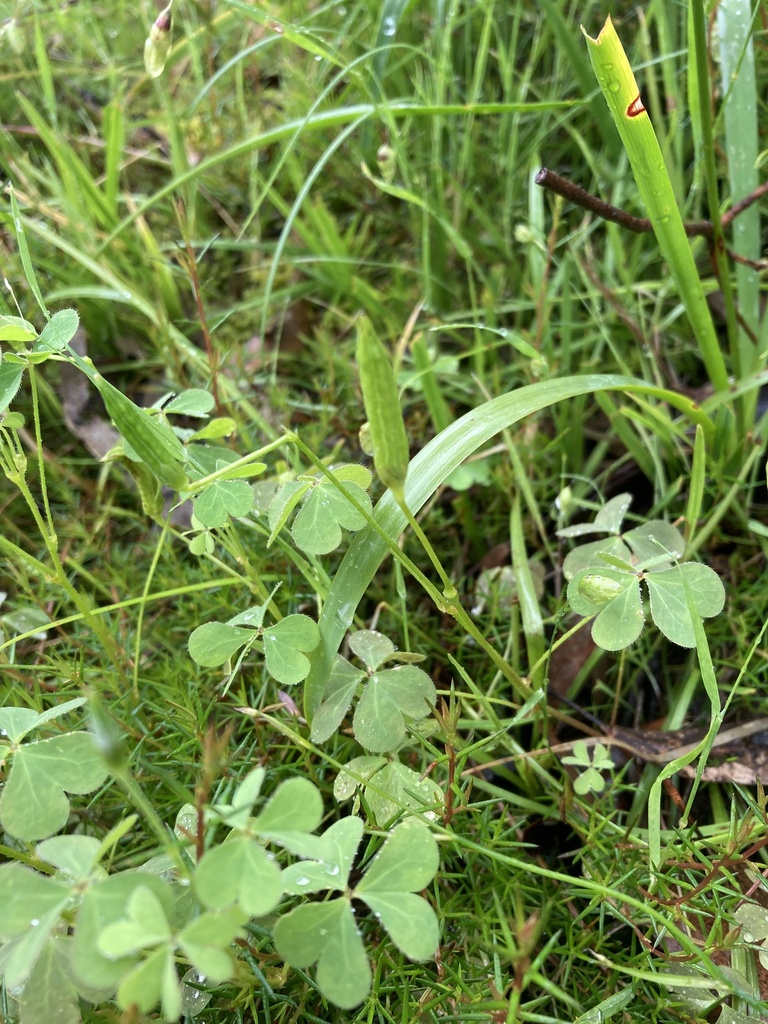 woody-root woodsorrel from Belair National Park, Belair, SA, AU on ...