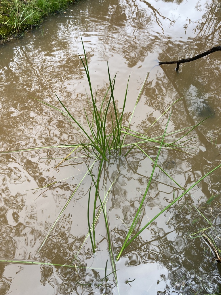 Juncus holoschoenus from Belair National Park, Belair, SA, AU on ...