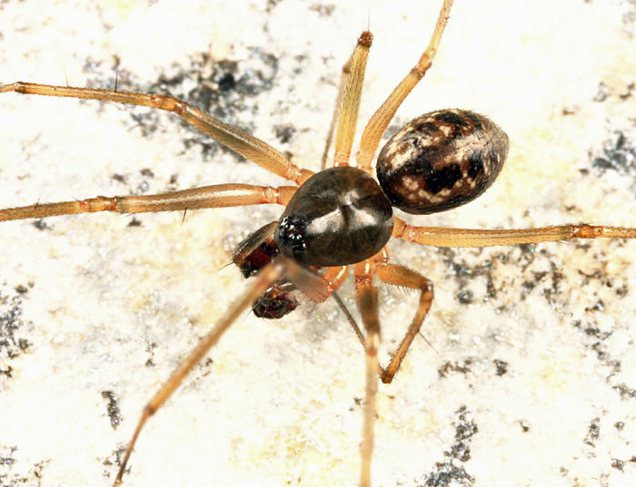Lepthyphantes turbatrix from Wachusett Meadow, Princeton, MA, USA on ...