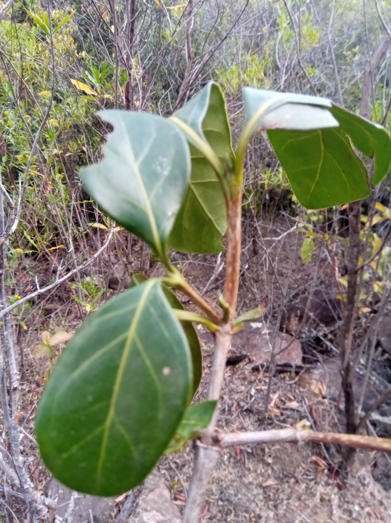 Pyrostria mandrarensis from Sofia, MG-MA, MG on October 22, 2022 at 02: ...
