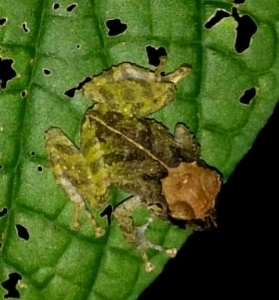 Rio Luisito Robber Frog in November 2022 by Alejandro Lopez · iNaturalist