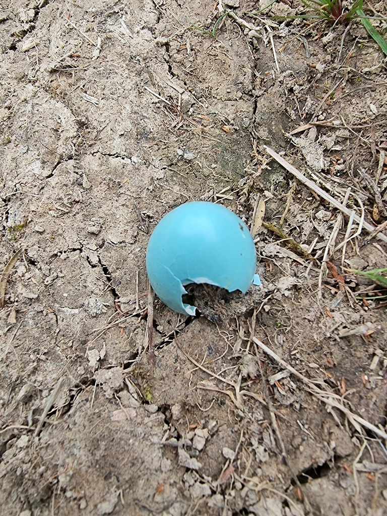 Song Thrush from Broad Bay, Dunedin, New Zealand on November 14, 2022 ...