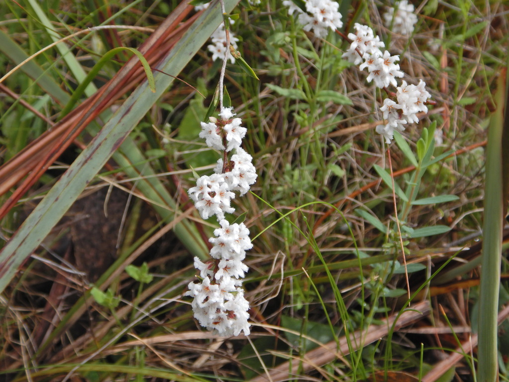 common beard-heath from Kyneton VIC 3444, Australia on October 26, 2022 ...