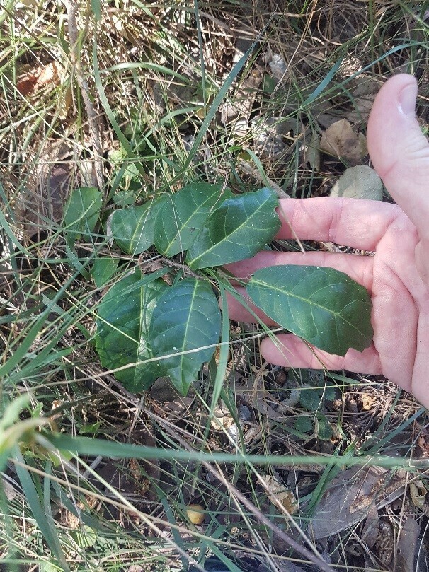 Burnie Vine in September 2017 by Michelle M. Photo Credit: Peter ...