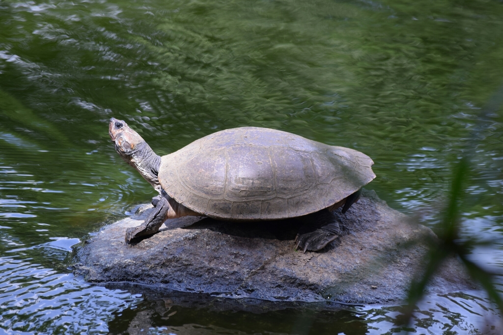 Magdalena River Turtle in August 2018 by David Foster · iNaturalist