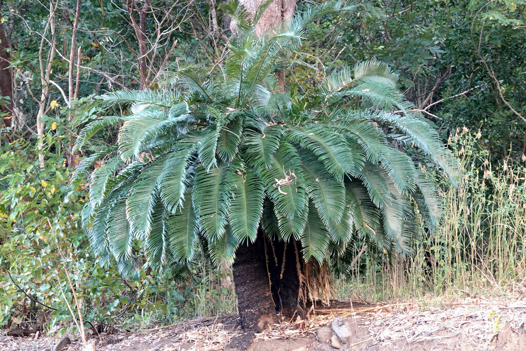 Cycas media banksii in September 2022 by leithallb. I observed these ...
