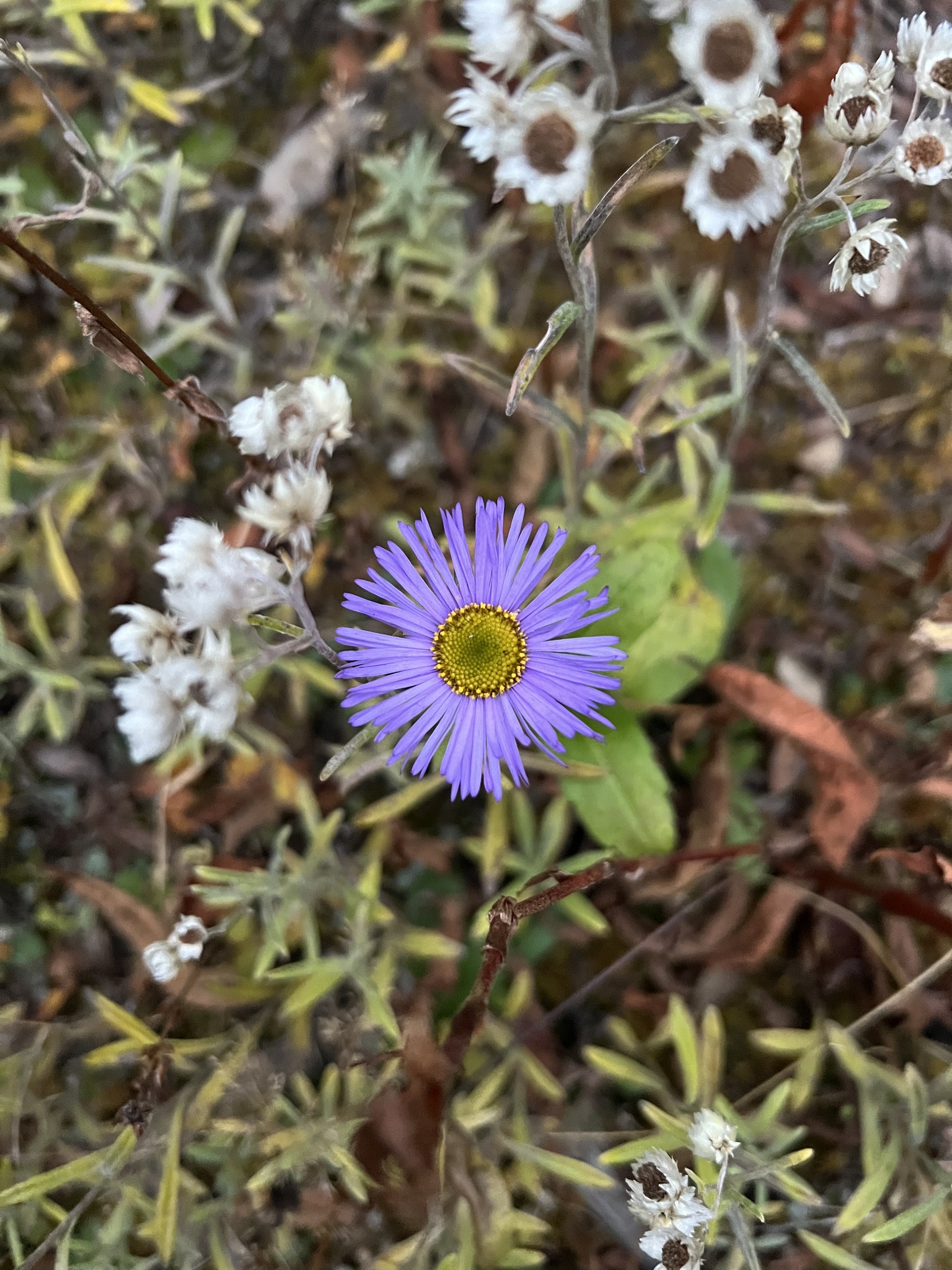 Erigeron multiradiatus (Lindl. ex DC.) Benth.