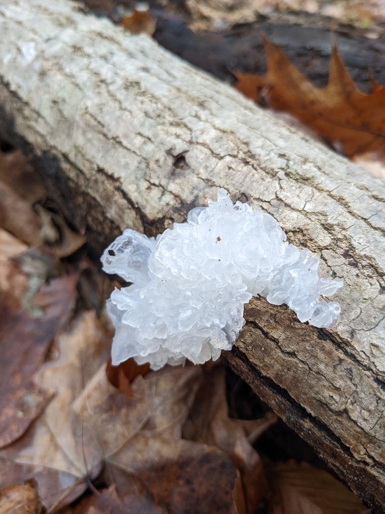 snow fungus from Sparta, TN 38583, USA on November 13, 2022 at 02:27 PM ...