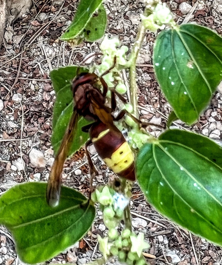 Oriental Hornet from Wadi Al-Shab, aš-Šarkíja, OM on November 11, 2022 ...