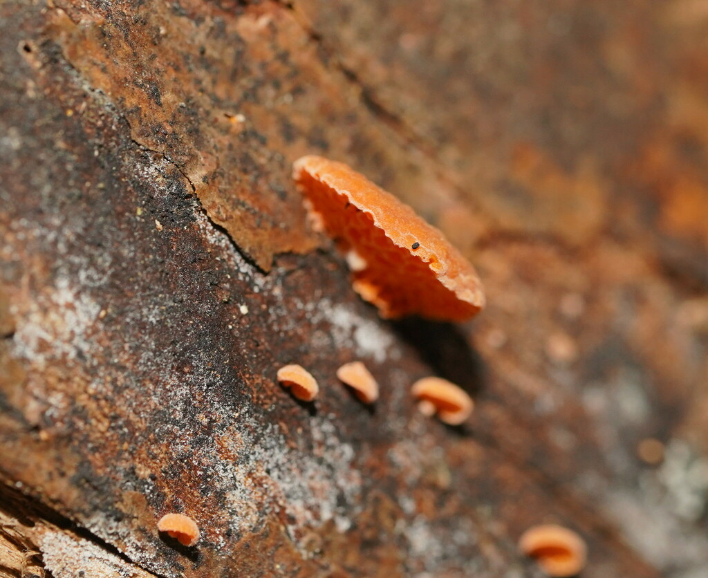 orange pore fungus from Melbourne VIC, Australia on November 10, 2022 ...