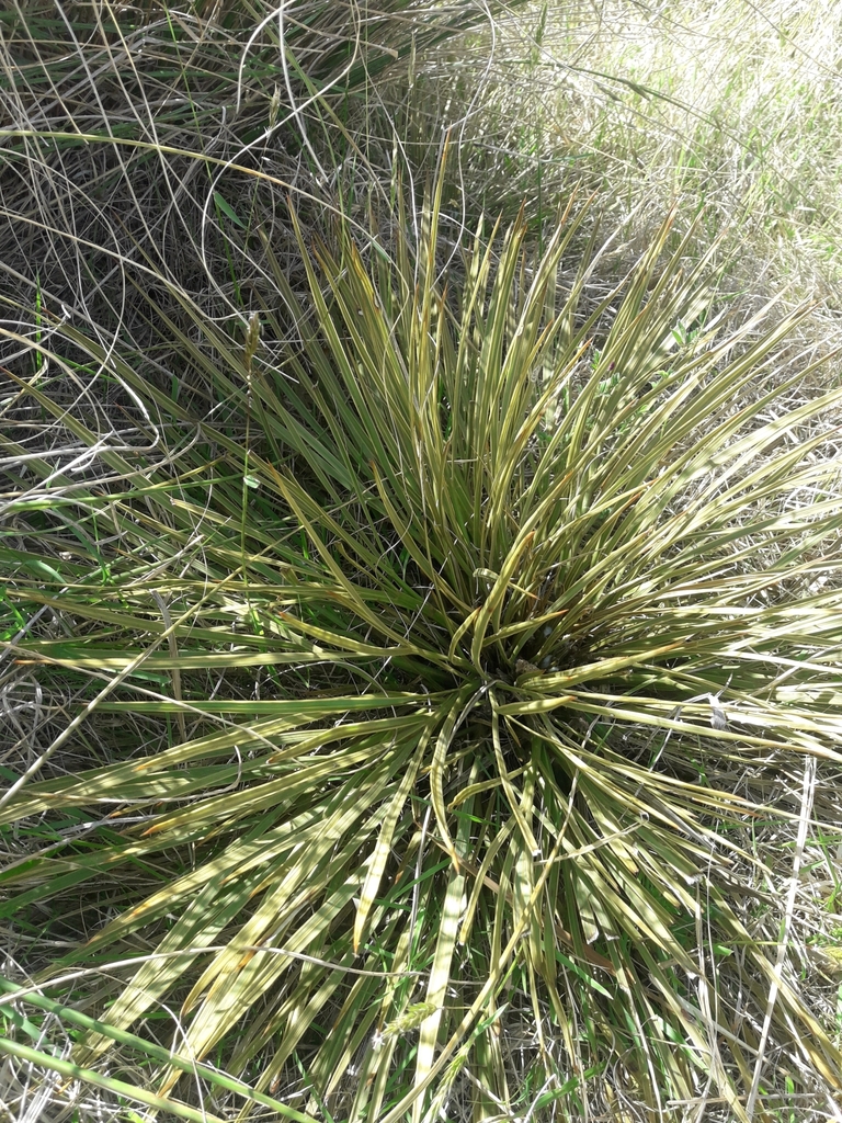 Spaniard grass from Saddle Hill Scenic Reserve, NZ-CA-CC, NZ-CA, NZ on ...