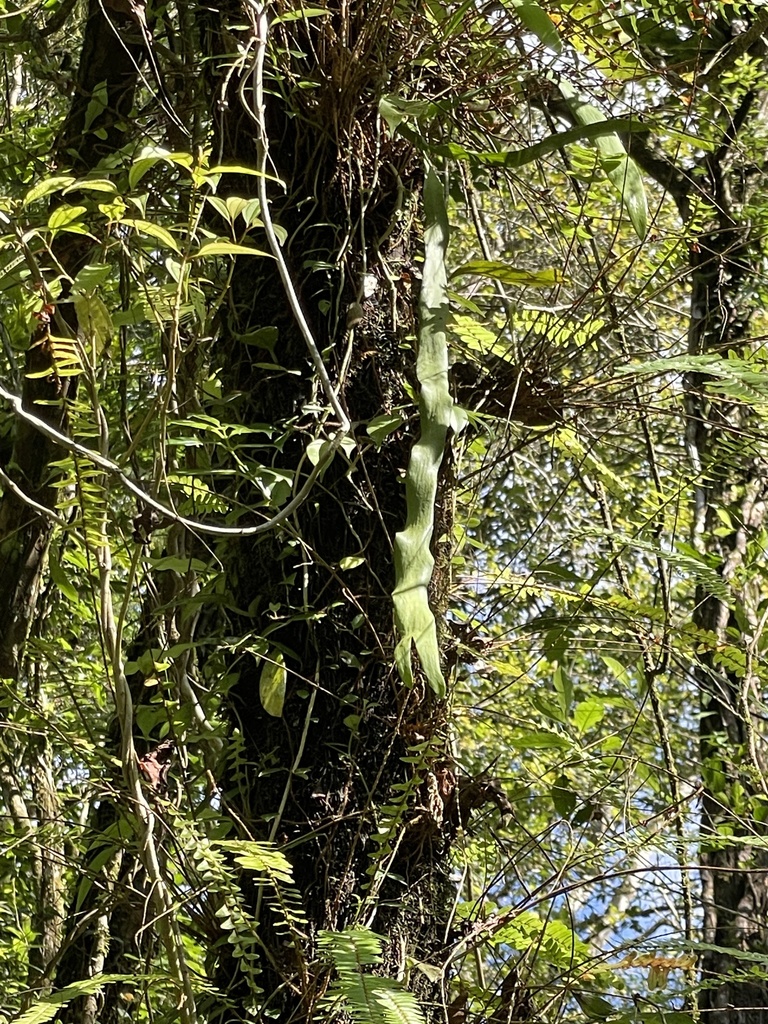 ribbon fern from 雙連埤林道, 員山鄉, TW on November 13, 2022 at 09:37 AM by W ...