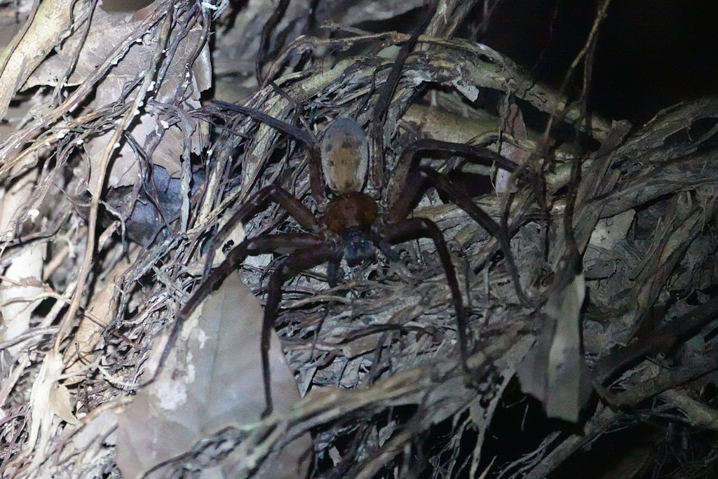 Giant Huntsman Spiders from Kingfisher Park Birdwatchers Lodge, Mount ...