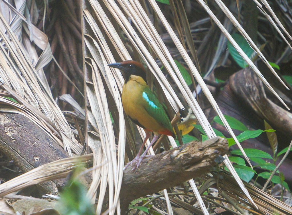 Noisy Pitta from Conway National Park, Cape Conway, QLD, AU on November ...