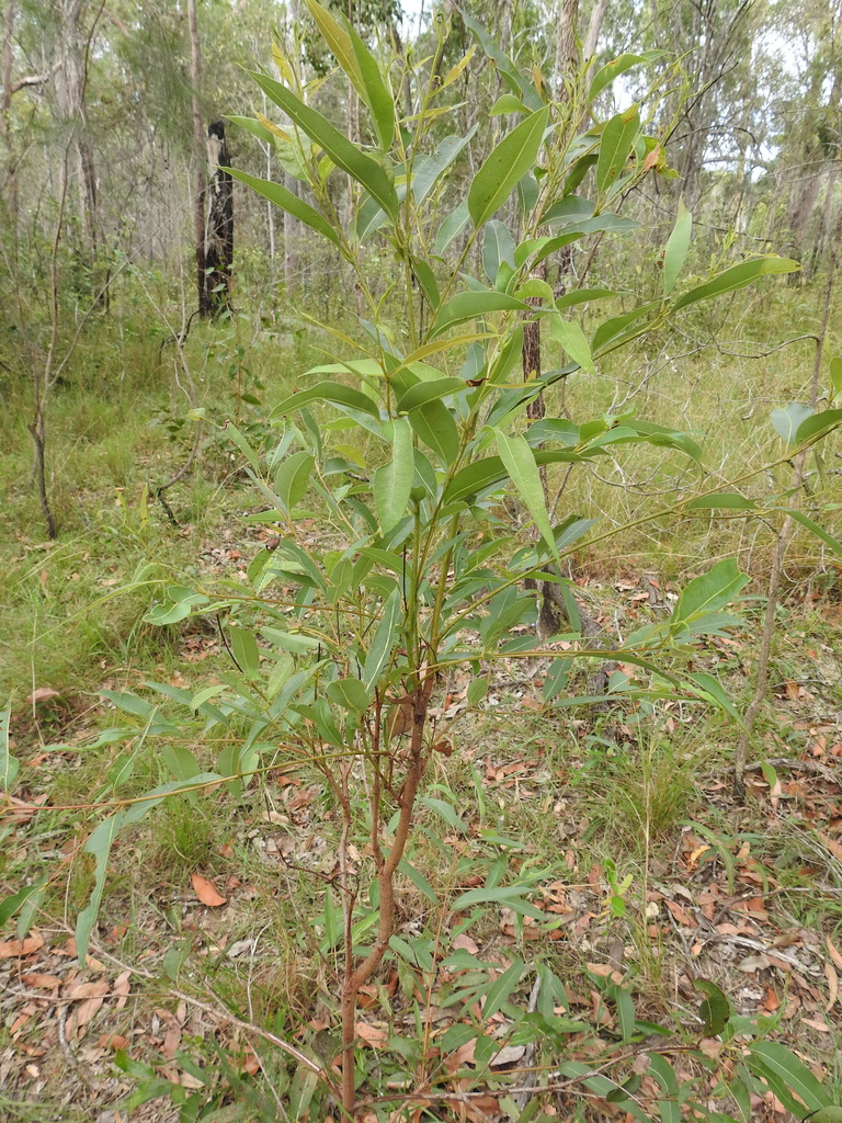 Pink Bloodwood from Talegalla Weir QLD 4650, Australia on November 14 ...
