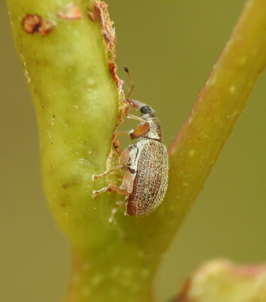 Ancyttalia from Talegalla Weir QLD 4650, Australia on November 14, 2022 ...