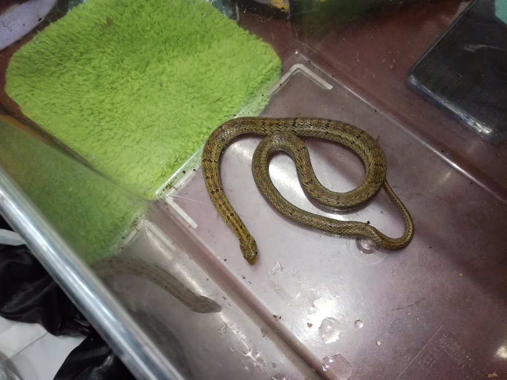 Taiwan Kukri Snake from 951, Taiwan, Taitung County, Lvdao Township, 52 ...