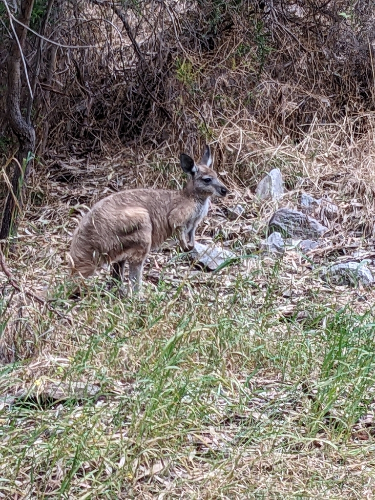 Common Wallaroo from Montacute SA 5134, Australia on November 14, 2022 ...