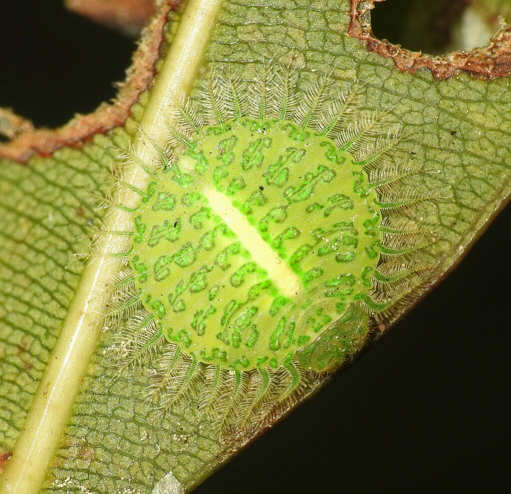 Osmylops from Talegalla Weir QLD 4650, Australia on November 14, 2022 ...