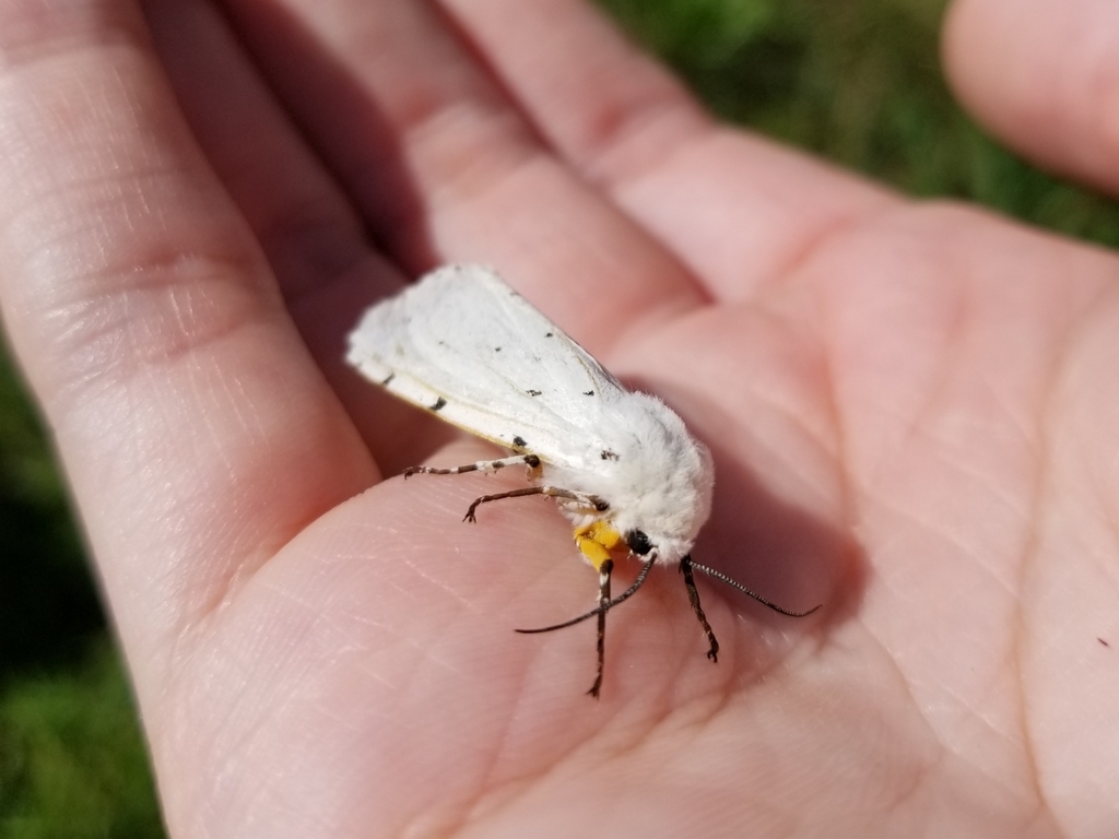 Salt Marsh Moth from Van Gurpin Ln, West Coxsackie, NY, US on September ...