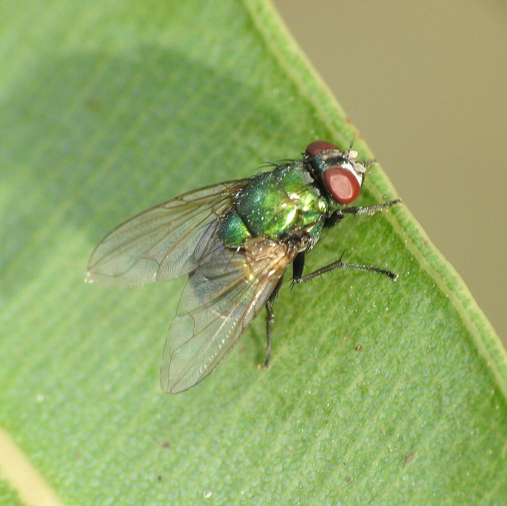 Luciliinae from Talegalla Weir QLD 4650, Australia on November 14, 2022 ...
