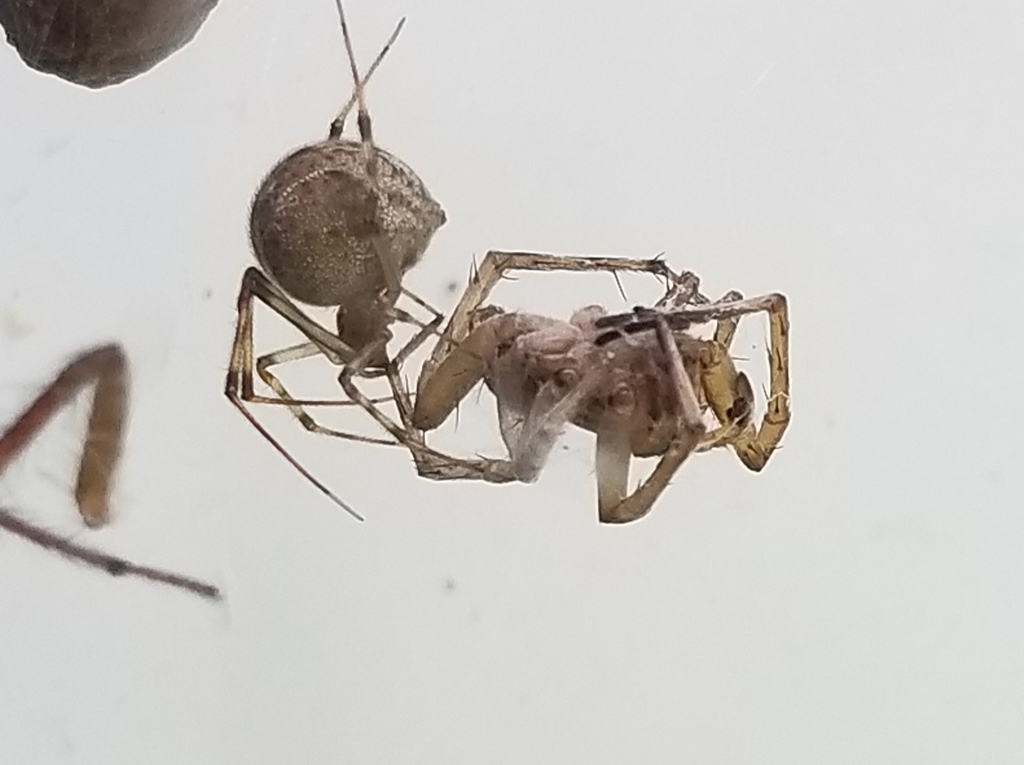 Cobweb Spiders from Van Gurpin Ln, West Coxsackie, NY, US on September ...
