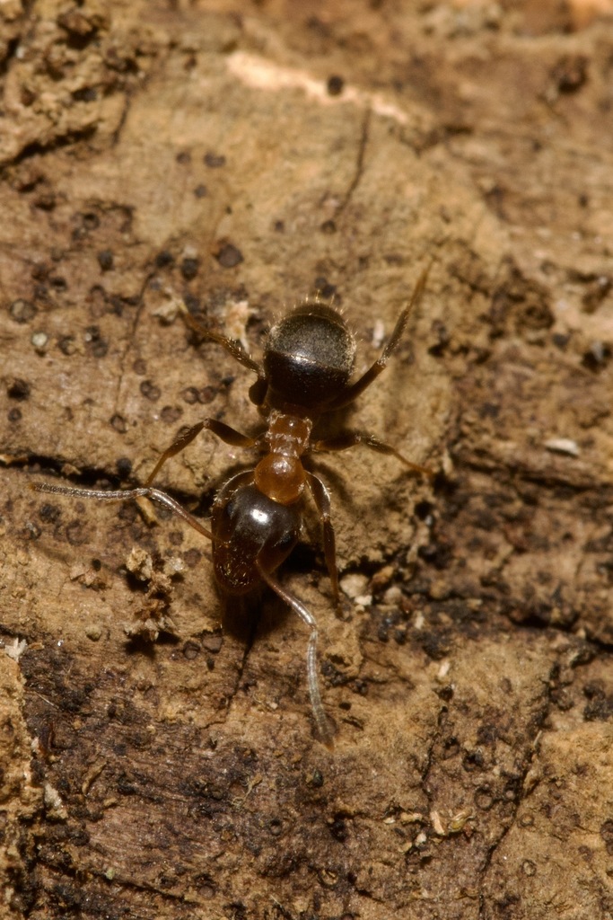 central european bicolored ant from Kesztölc, 2517 Hungary on November ...