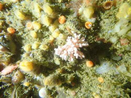 Stylaster bithalamus · iNaturalist