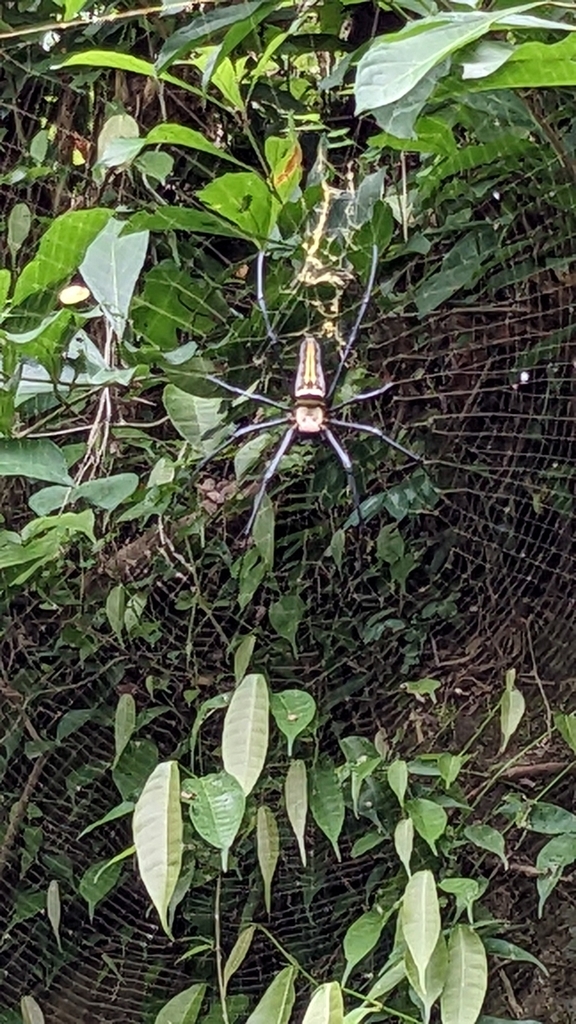 Giant Golden Orbweaver from C7FQ+JRX, Kemenuh, Sukawati, Gianyar ...