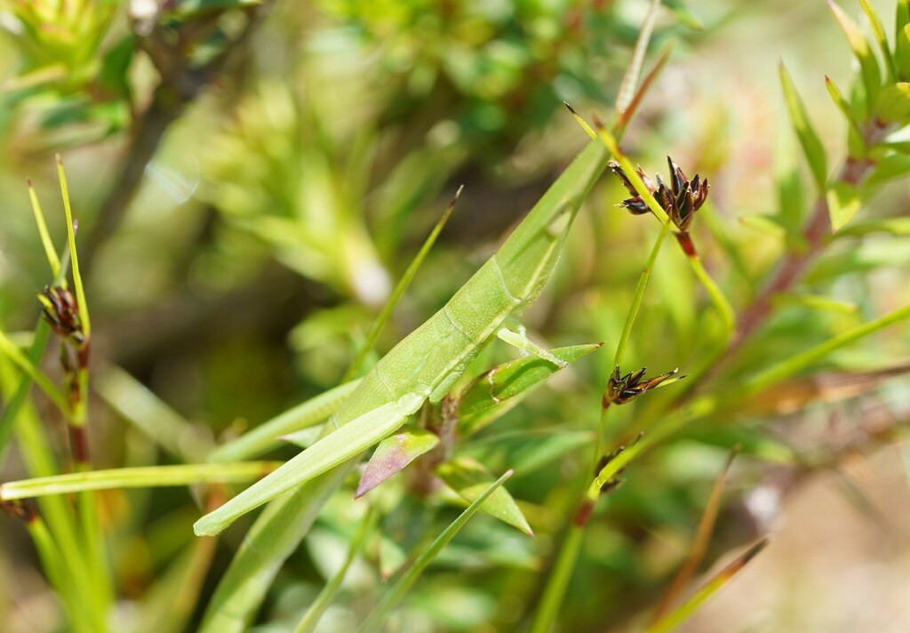 Common Psednura from Yarra Ranges - Seville, Victoria, Australia on ...