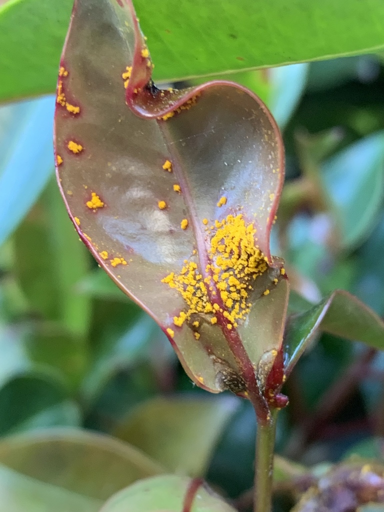 Myrtle Rust from North Island, Auckland, Auckland, NZ on November 14 ...