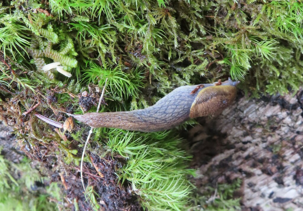 Yellow-bordered Taildropper from Comox Valley, BC, Canada on November ...