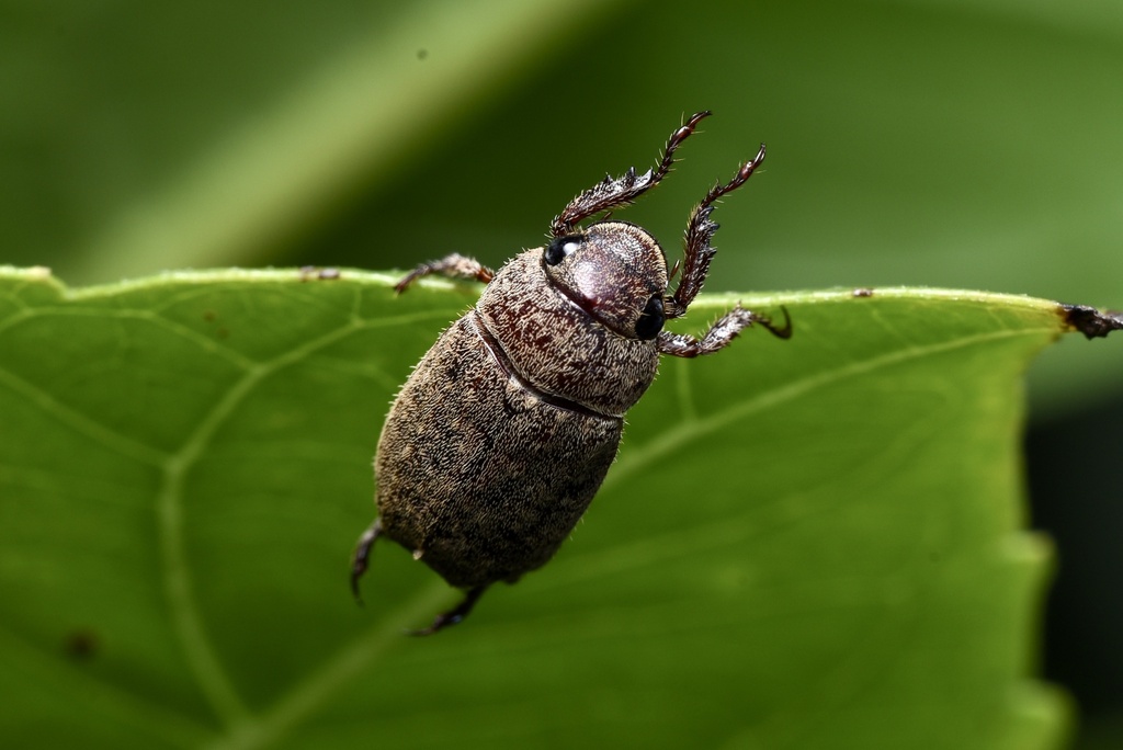 Chinese rose beetle in November 2022 by 桃子 · iNaturalist