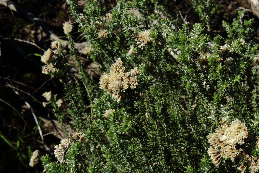 White bristle bush from Brenton-on-Sea, 6570, South Africa on August 18 ...