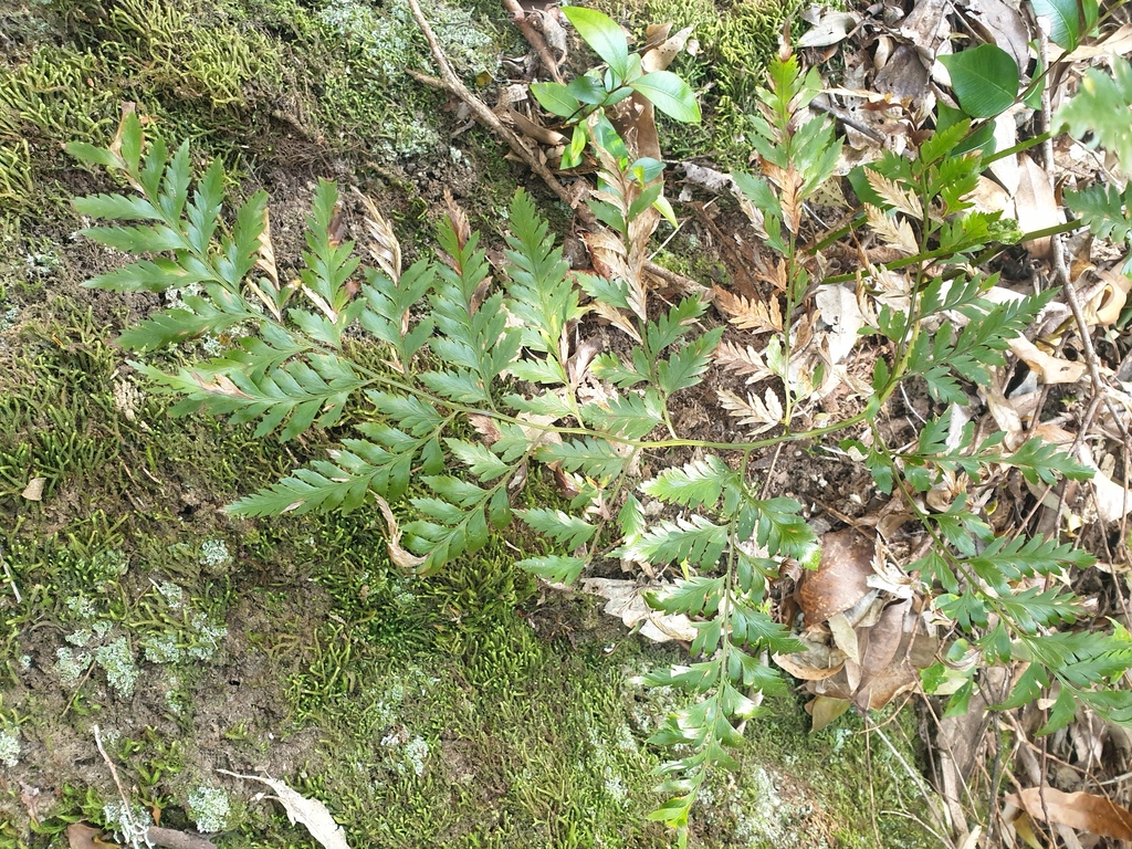 giant hare's foot fern from Coffs Harbour - Pt B, New South Wales ...