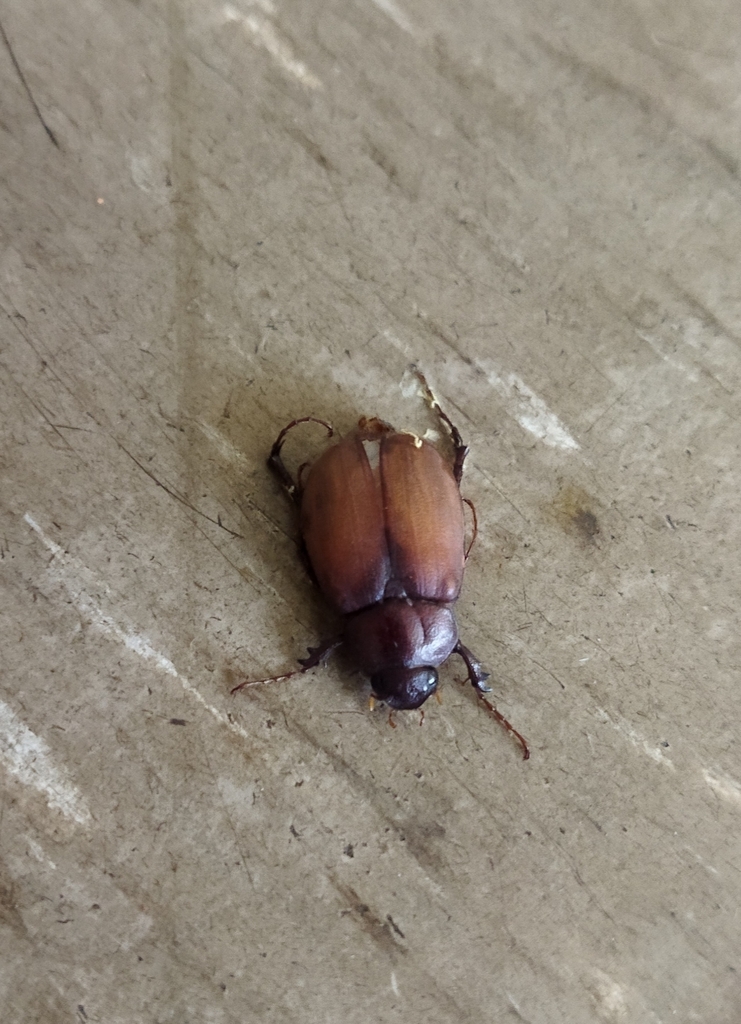 Scarabs from St. de Grandes Áreas Norte - Brasília, DF, 70790-150 ...