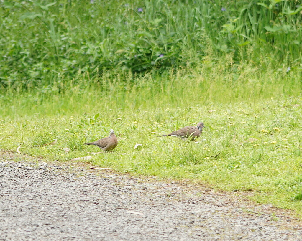 Spotted Dove from Melbourne VIC, Australia on November 11, 2022 at 02: ...