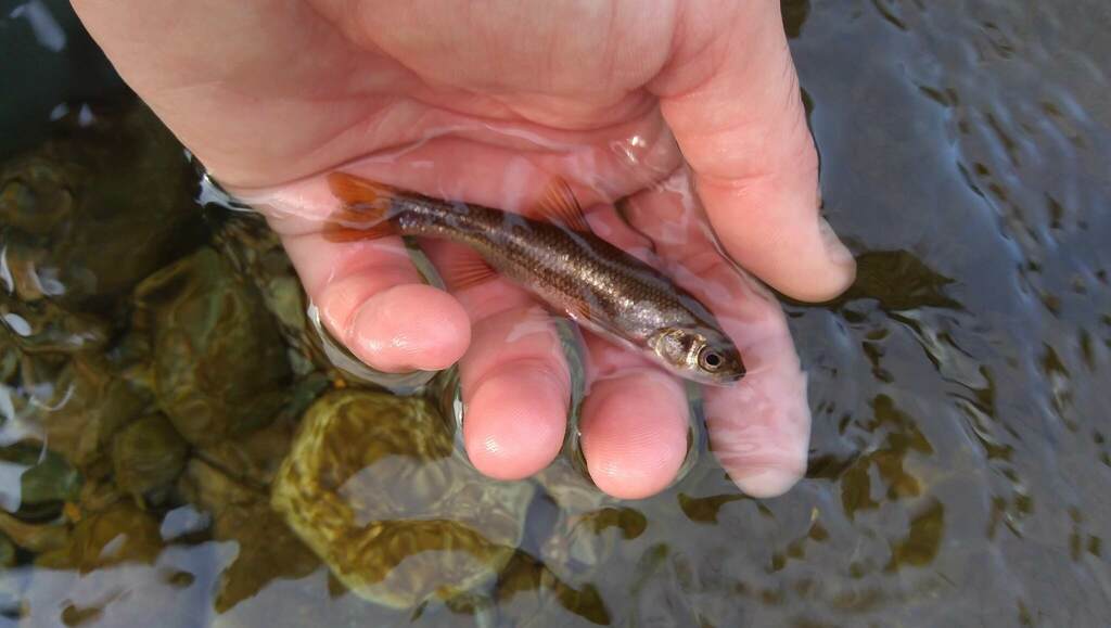 Italian riffle dace in November 2022 by lifegraymarble. Campionamento ...