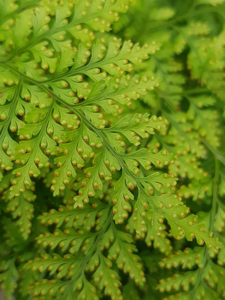 (Davalliaceae) - Botanical Realm